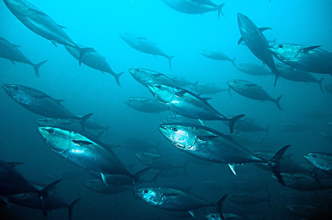 Big Marine Fish